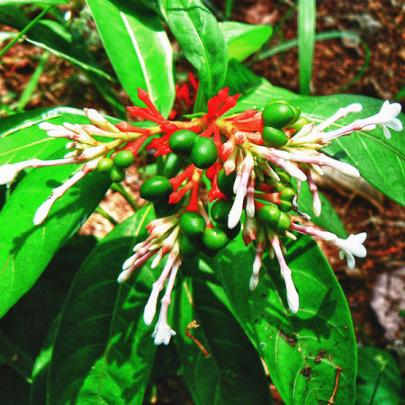 Sarpagandha | Biobaxy
